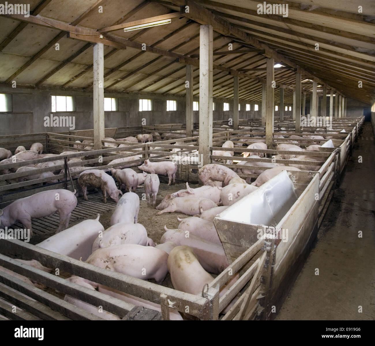 Indor pig farming hi-res stock photography and images - Alamy