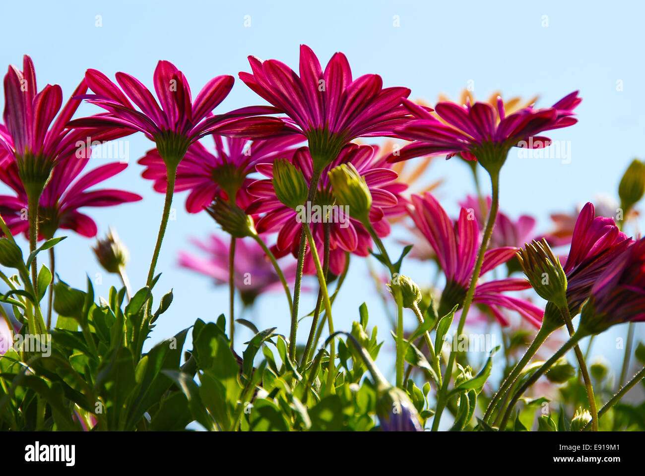 Pink daisy flowers Stock Photo - Alamy