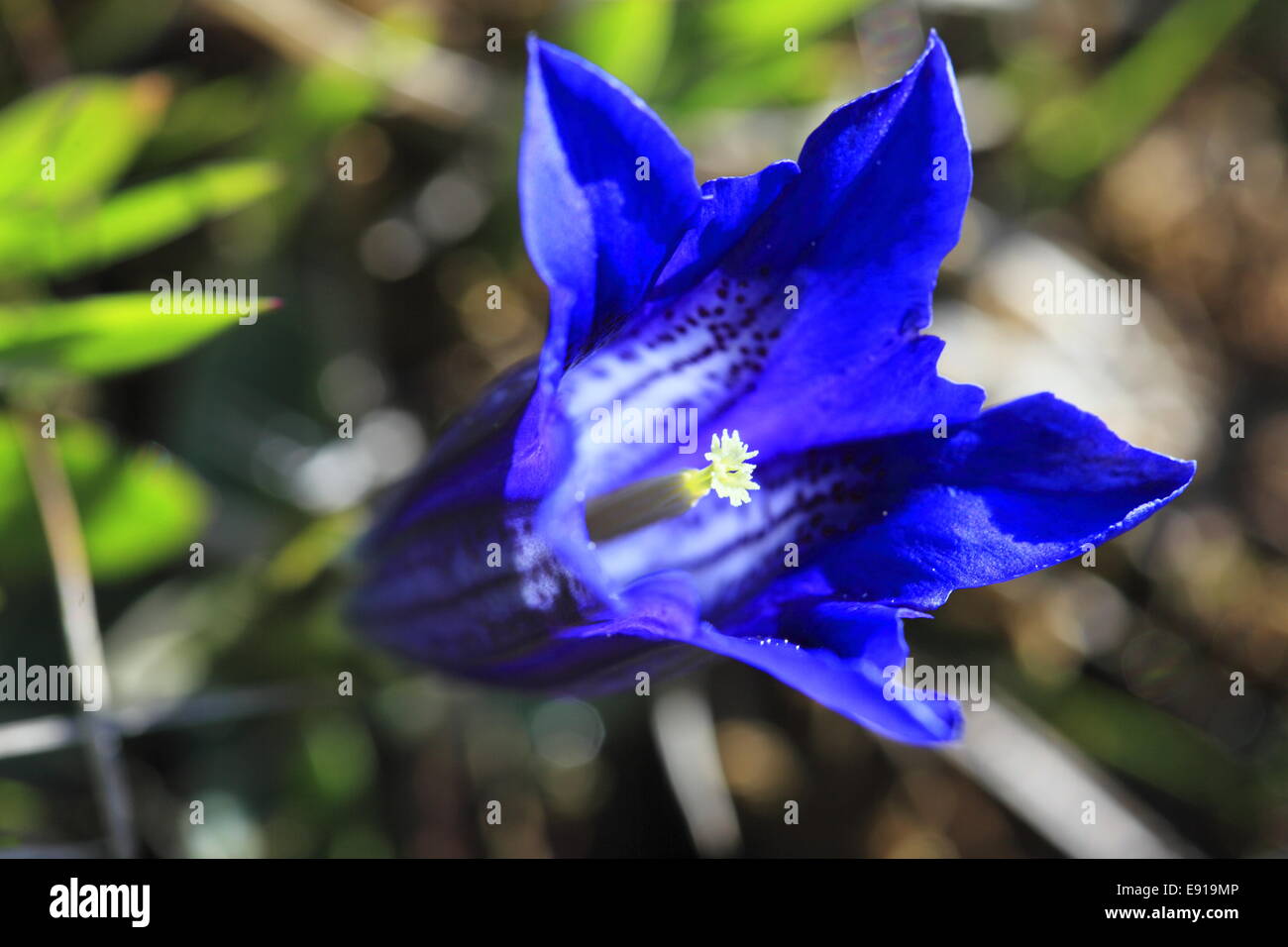 Alpine gentian gentiana alpina hi-res stock photography and images - Alamy