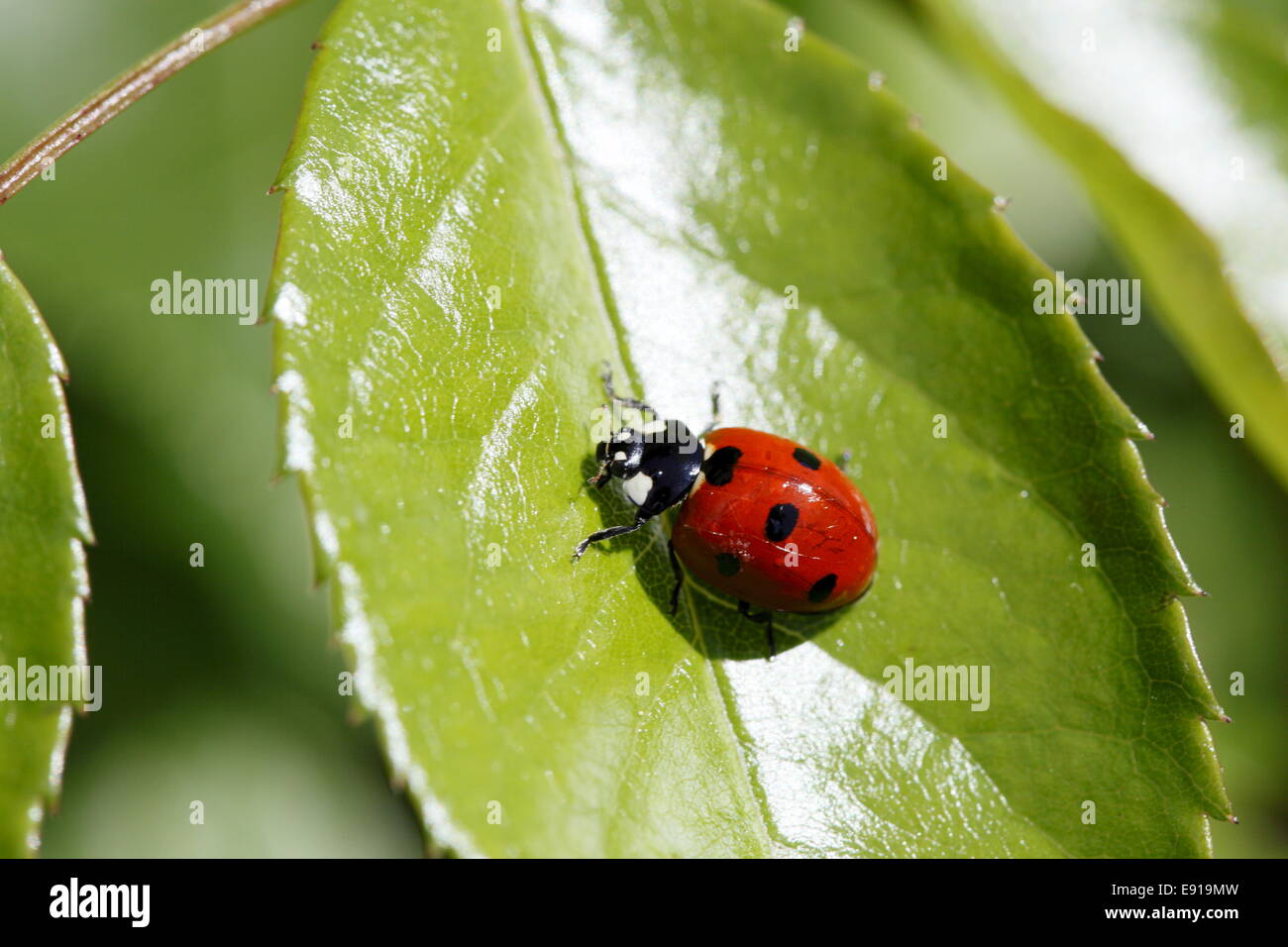 Makroaufnahme ladybug hi-res stock photography and images - Alamy