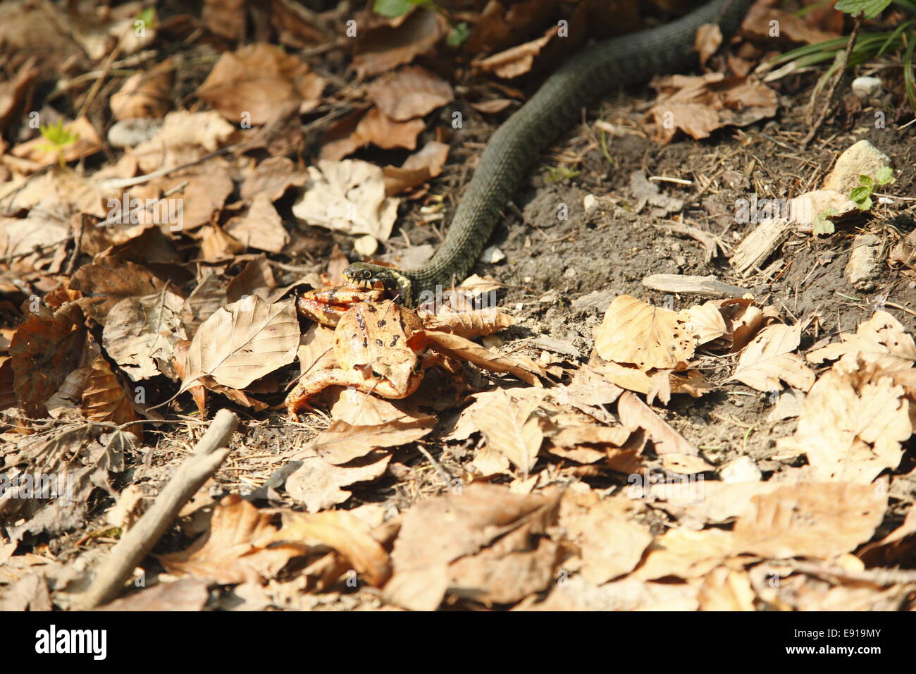 Grassnake and frog Stock Photo - Alamy