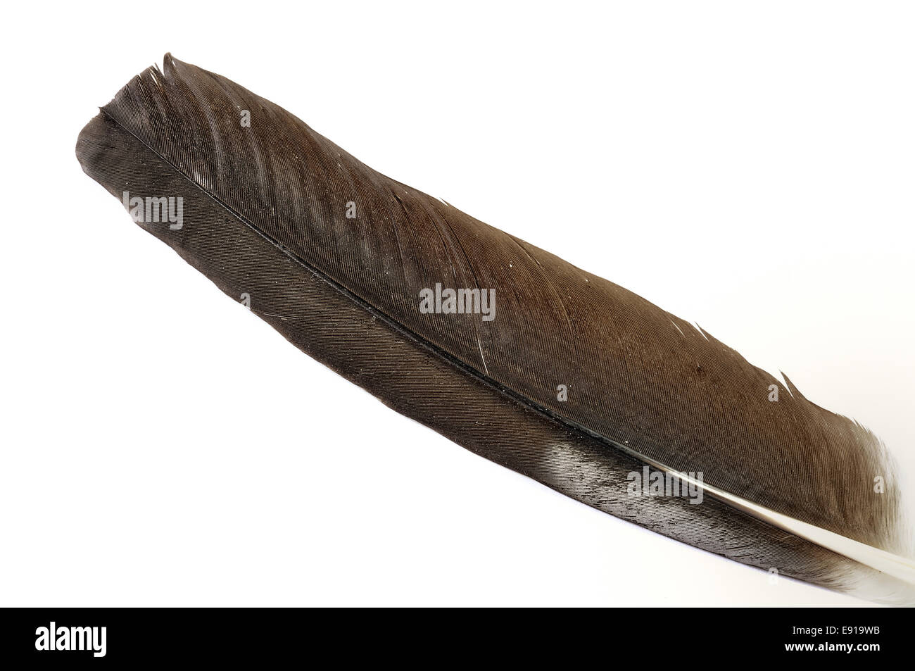 Feather of a stork Stock Photo - Alamy
