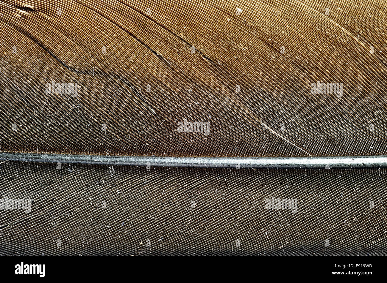 Feather of a stork Stock Photo - Alamy