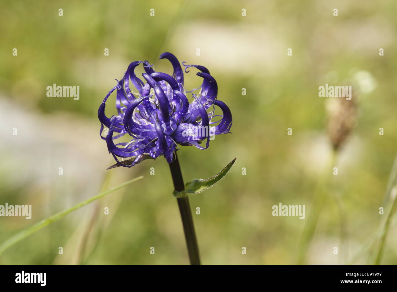 Alps flower hi-res stock photography and images - Alamy