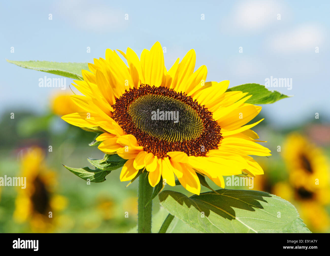 Sunflower in the Sunshine Stock Photo - Alamy