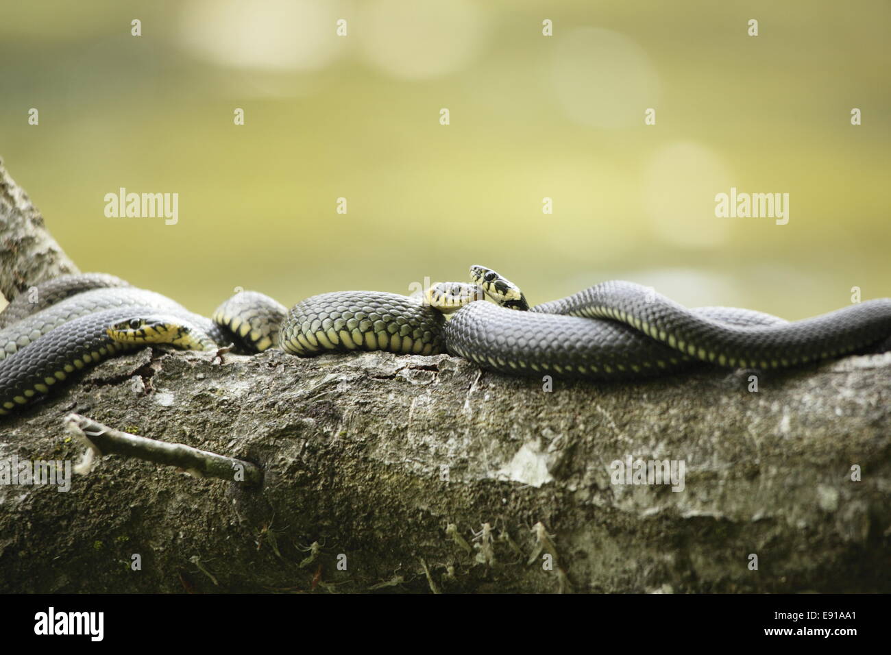 Snake slithering up tree hi-res stock photography and images - Alamy