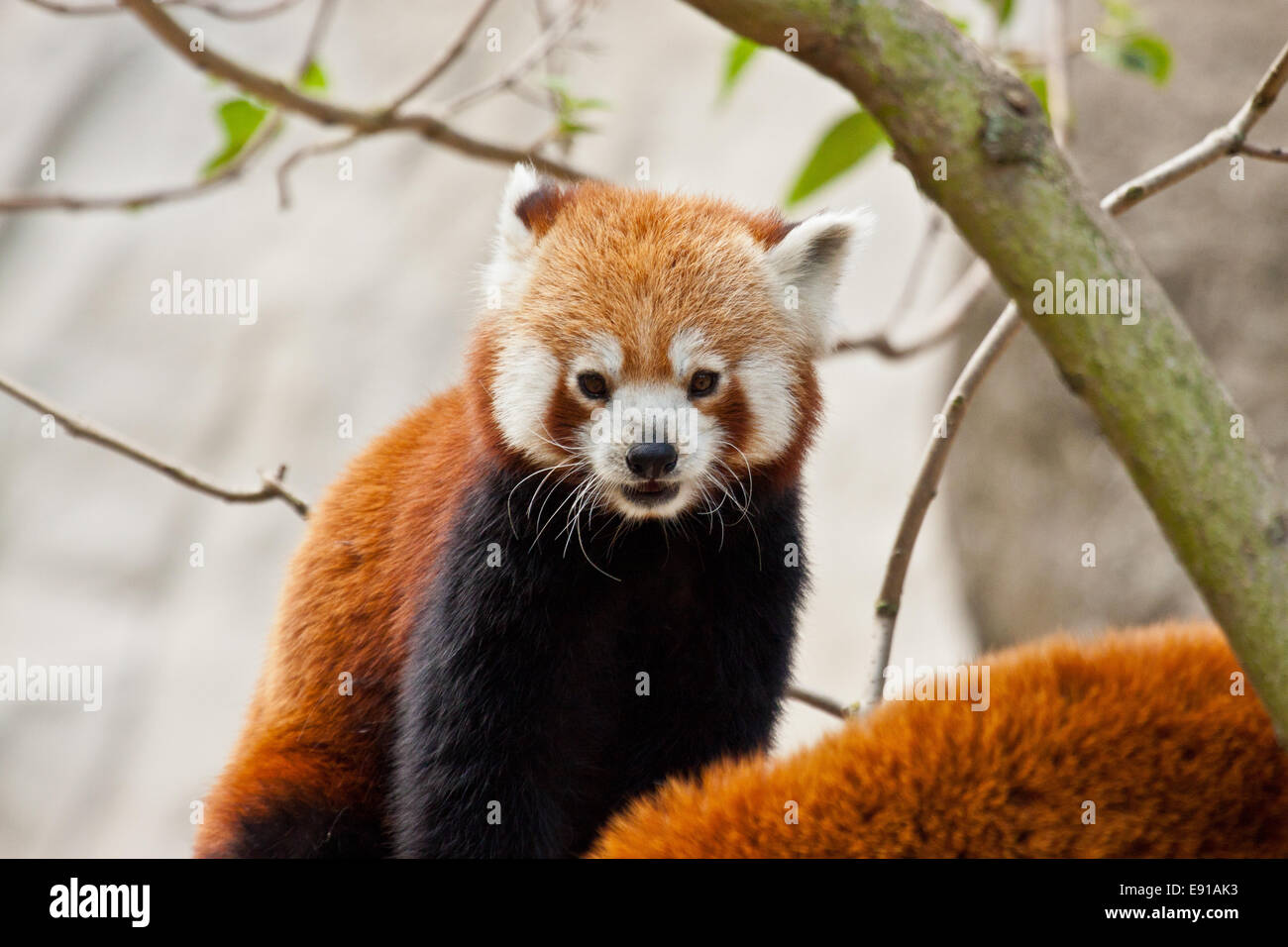 Red panda (Ailurus fulgens Stock Photo - Alamy