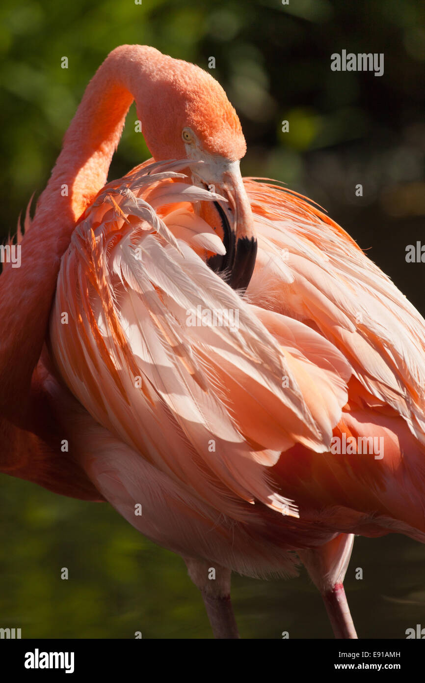 American Flamingo (Phoenicopterus ruber Stock Photo - Alamy