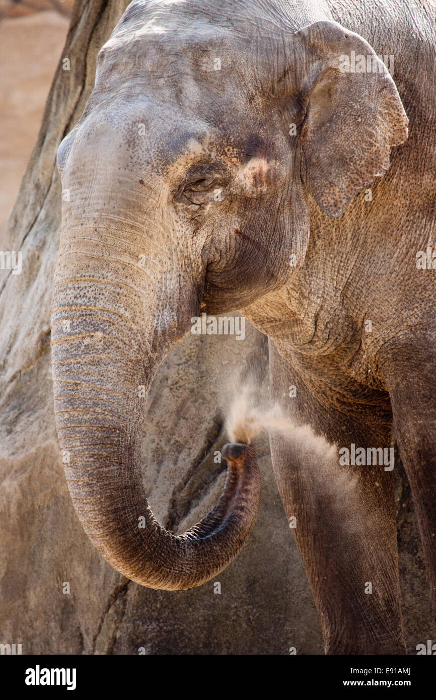 Asian elephant (Elephas maximus Stock Photo - Alamy