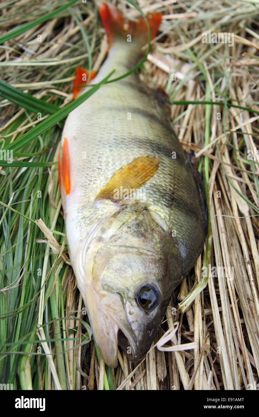 Perch scales hi-res stock photography and images - Alamy