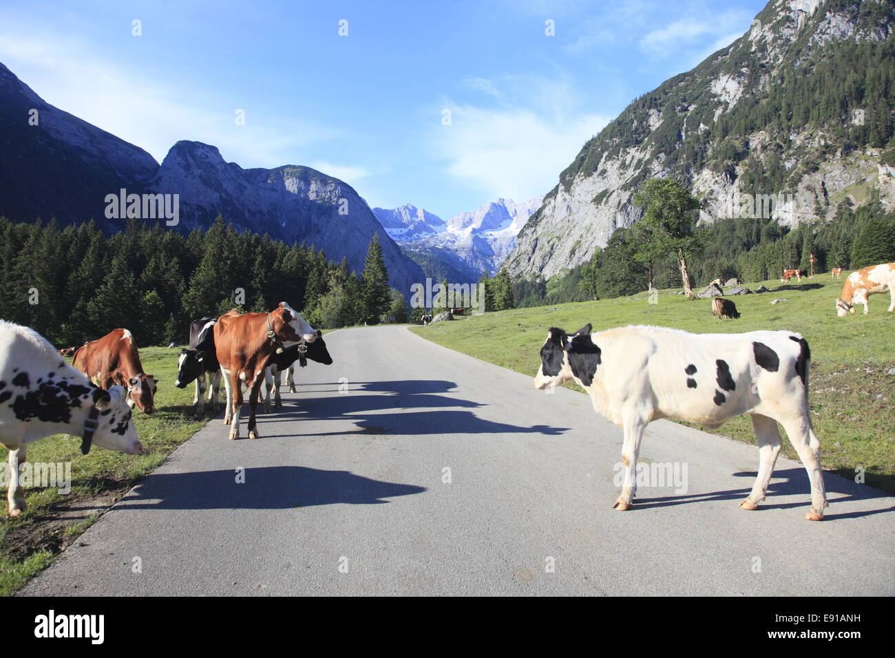 Fleckvieh cows hi-res stock photography and images - Alamy