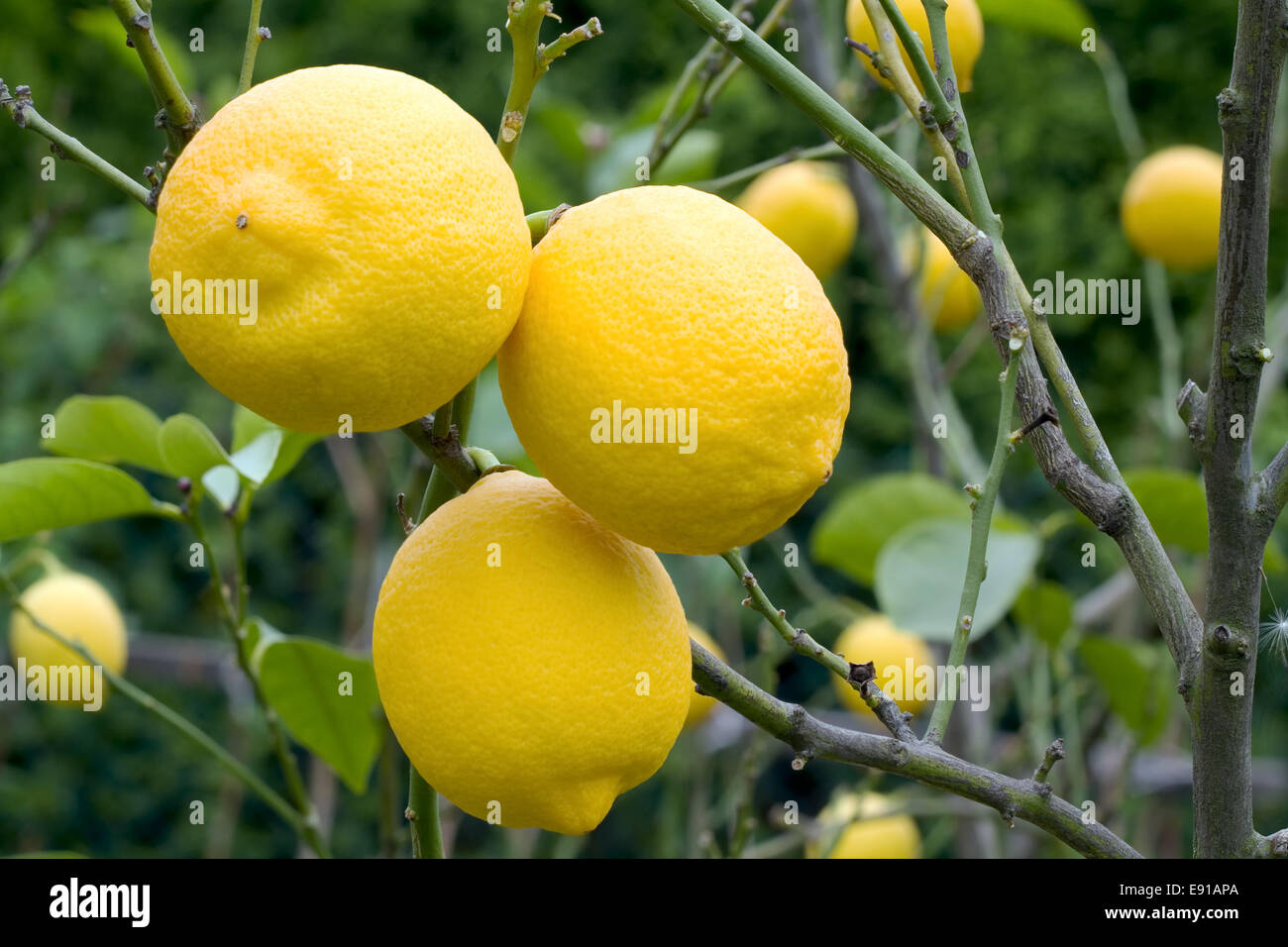 Peel with lemons hi-res stock photography and images - Alamy