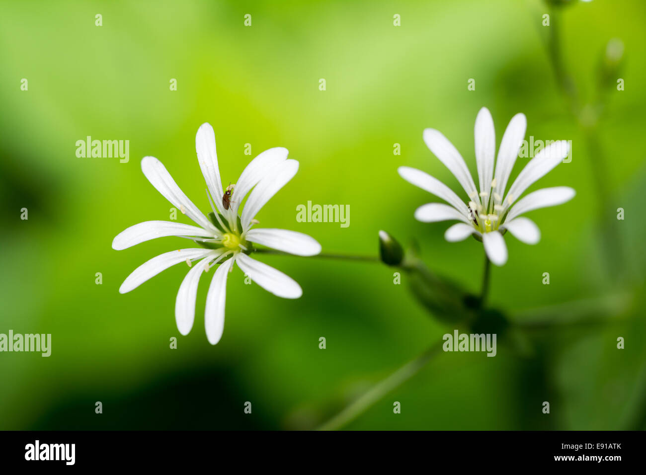 Stellaire des bois (Stellaria nemorum Stock Photo - Alamy