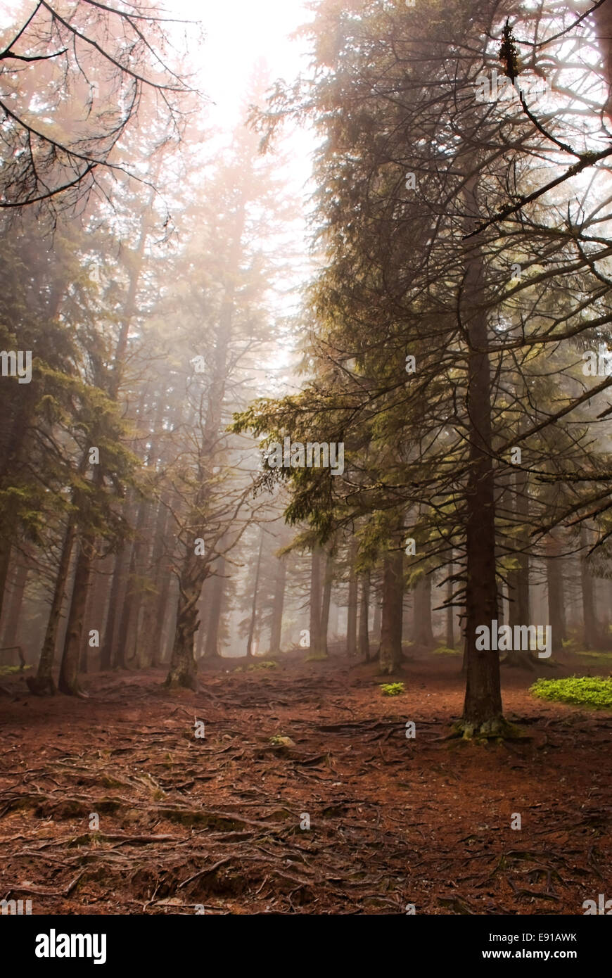 Forest in the morning Stock Photo - Alamy
