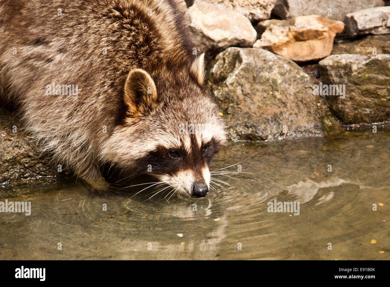 common raccoon, North American raccoon Stock Photo - Alamy