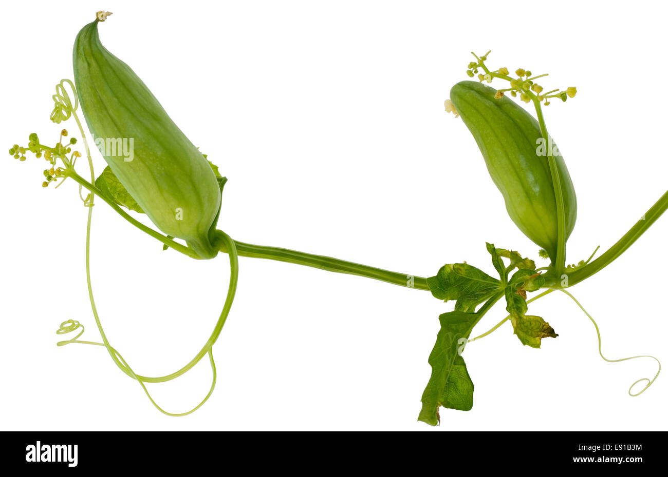 Wild Cucumber, manroot Stock Photo - Alamy