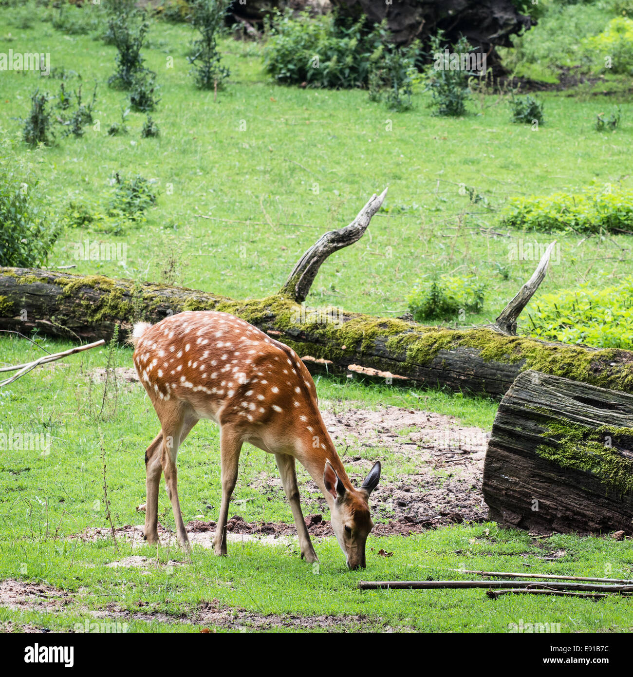 Fallow deer (Dama dama) is grazing on the clearing in the woods. Animal ...