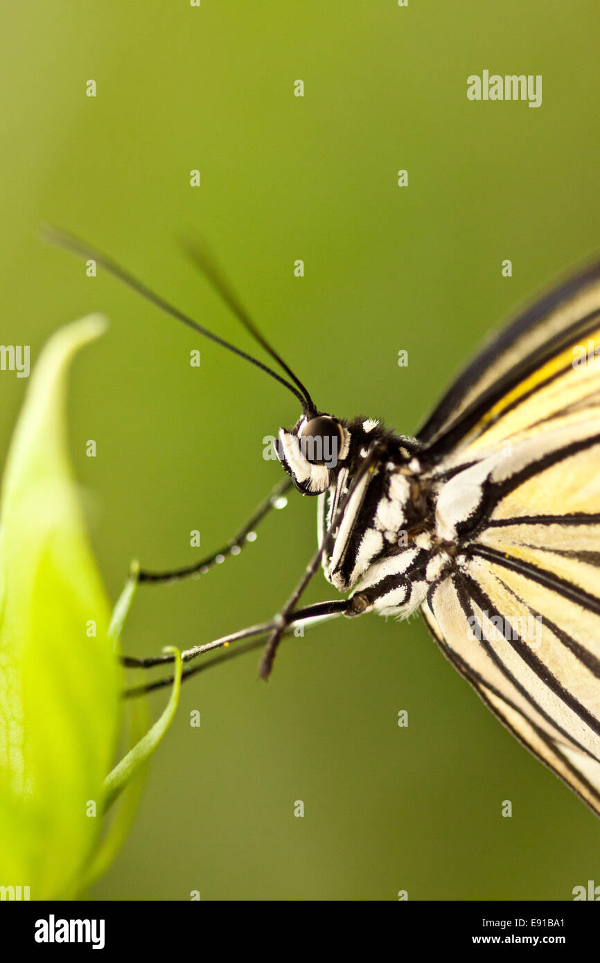 Paper Kite, Rice Paper (Idea leuconoe Stock Photo - Alamy