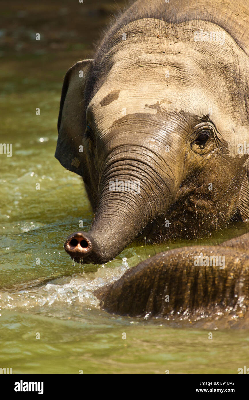 Asian elephant (Elephas maximus Stock Photo - Alamy