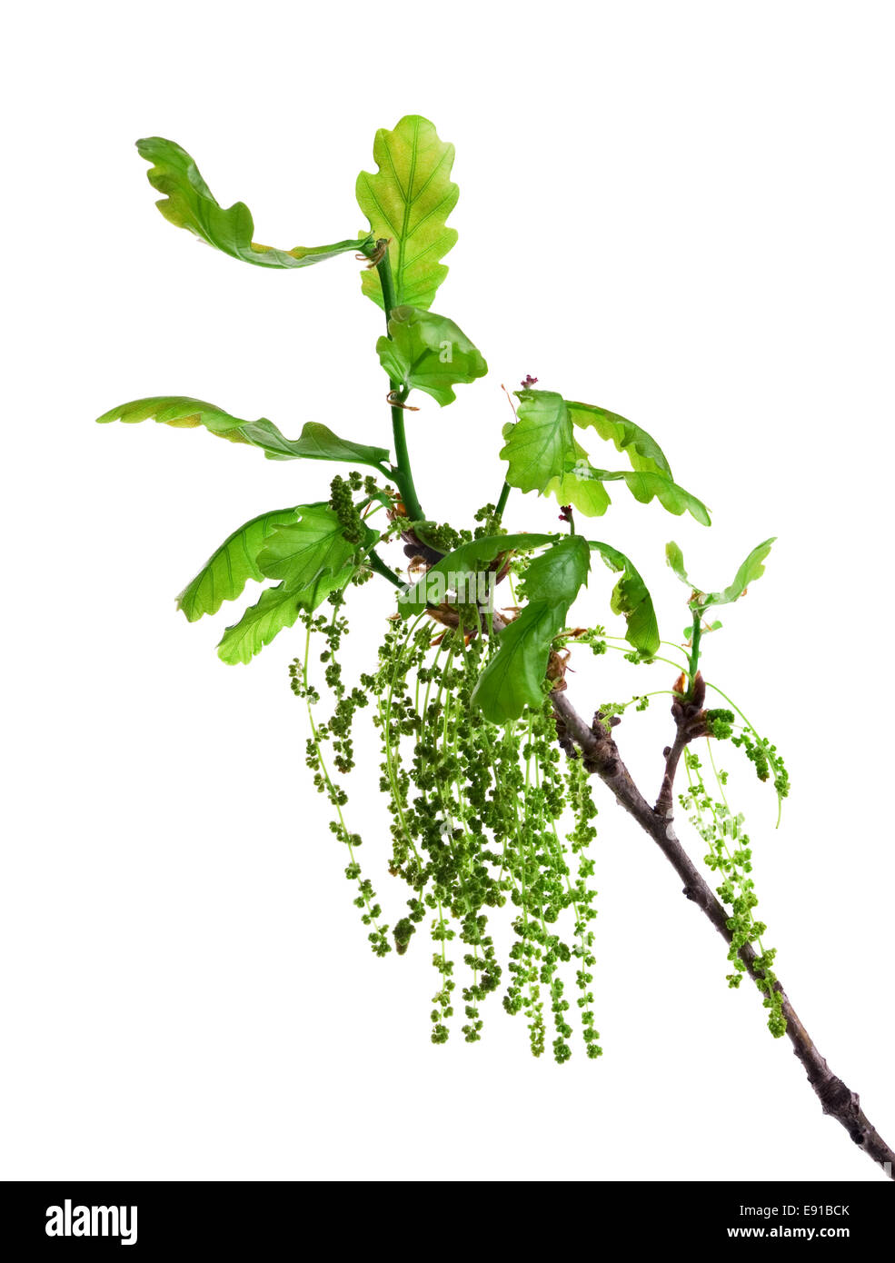 Flowering white oak hi-res stock photography and images - Alamy