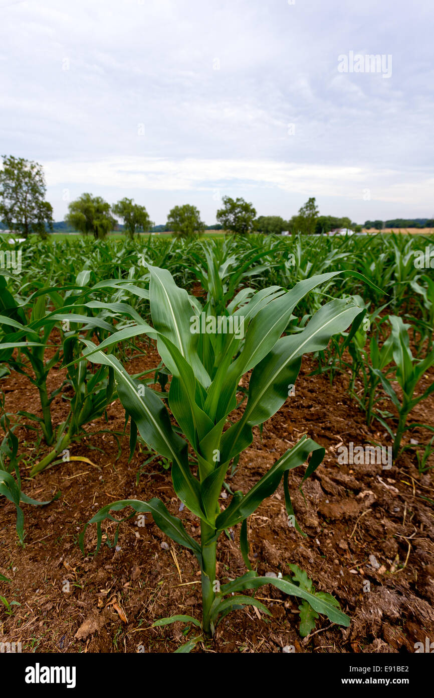 Corn plant in field of plants Stock Photo - Alamy