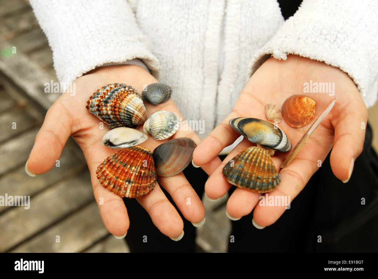 Palms And Shells High Resolution Stock Photography and Images - Alamy