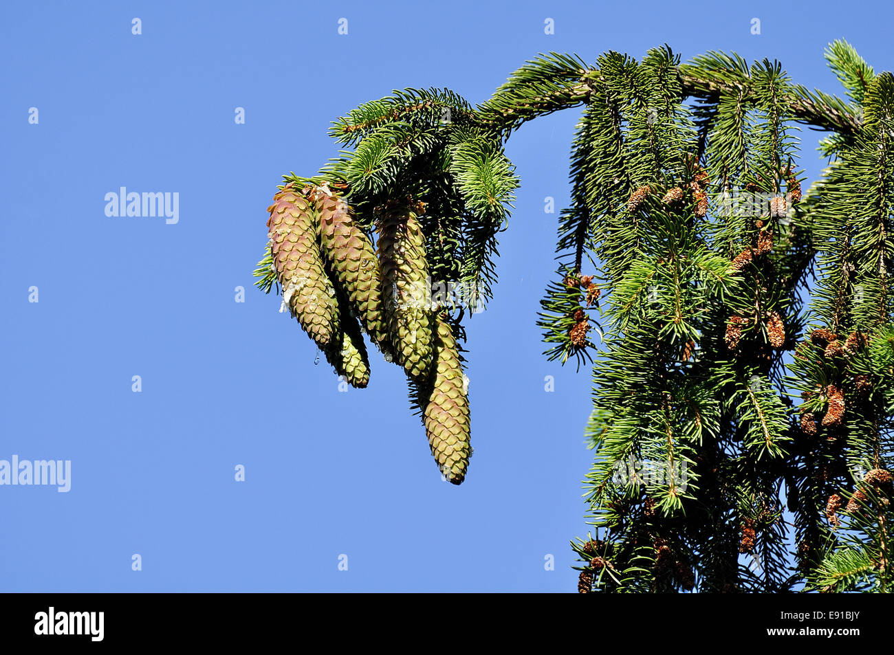Koniferen coniferales hi-res stock photography and images - Alamy