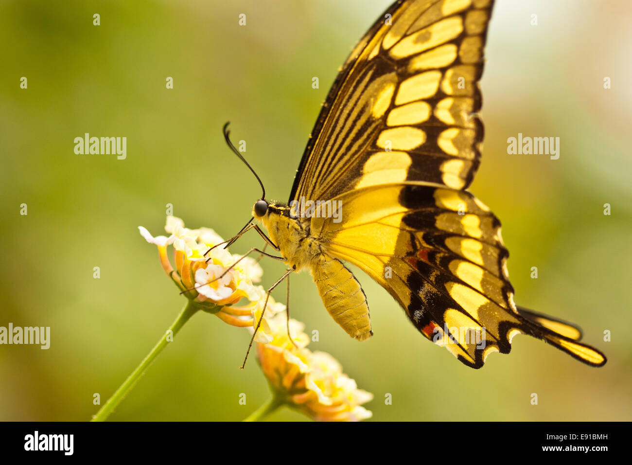 Thoas swallowtail (Papilio thoas Stock Photo - Alamy