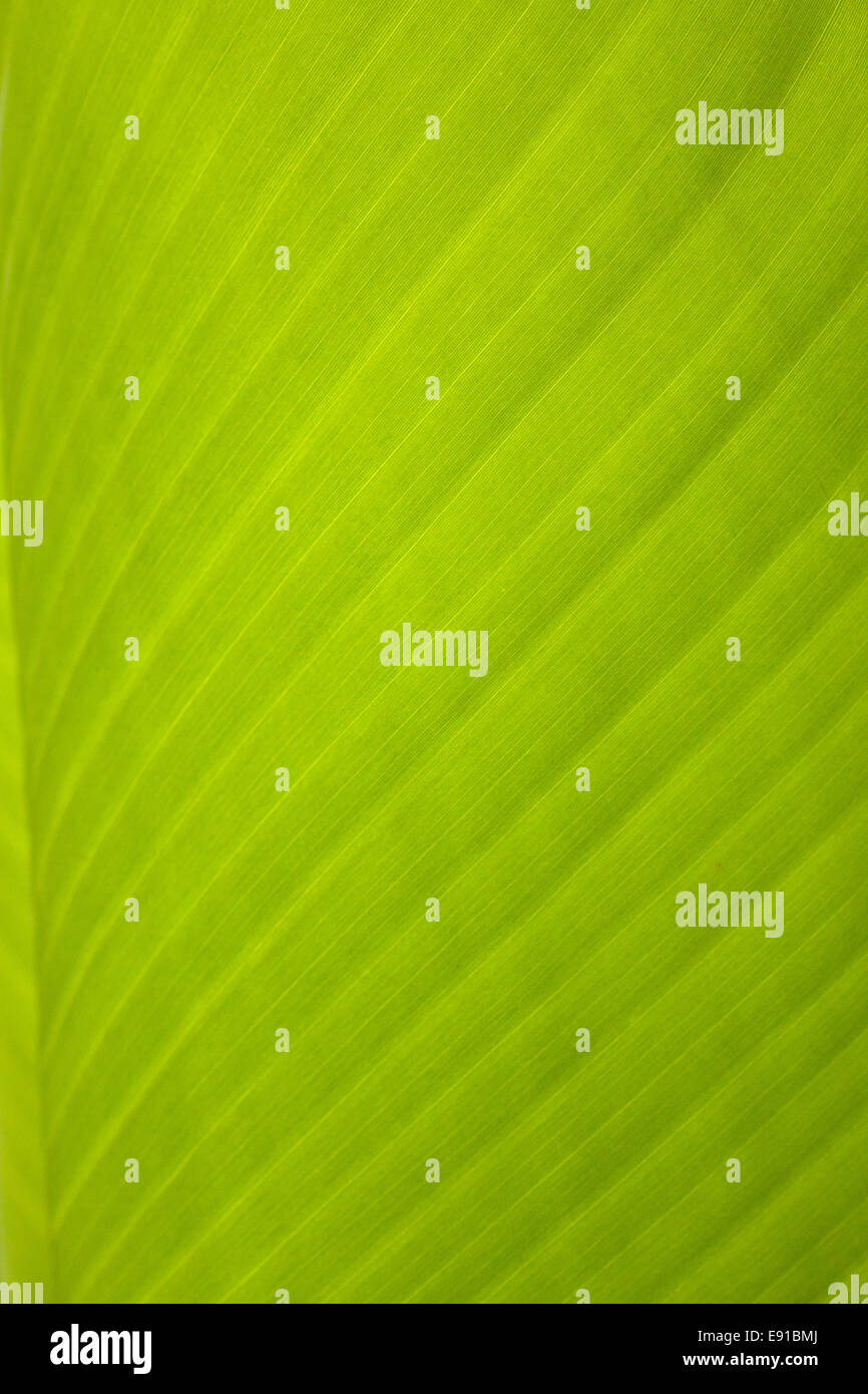Structure of a leaf Stock Photo - Alamy