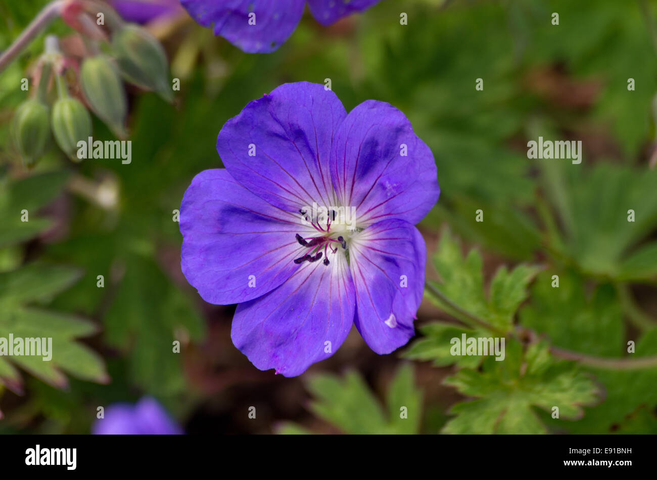 Geranium rozanne flower hi-res stock photography and images - Alamy