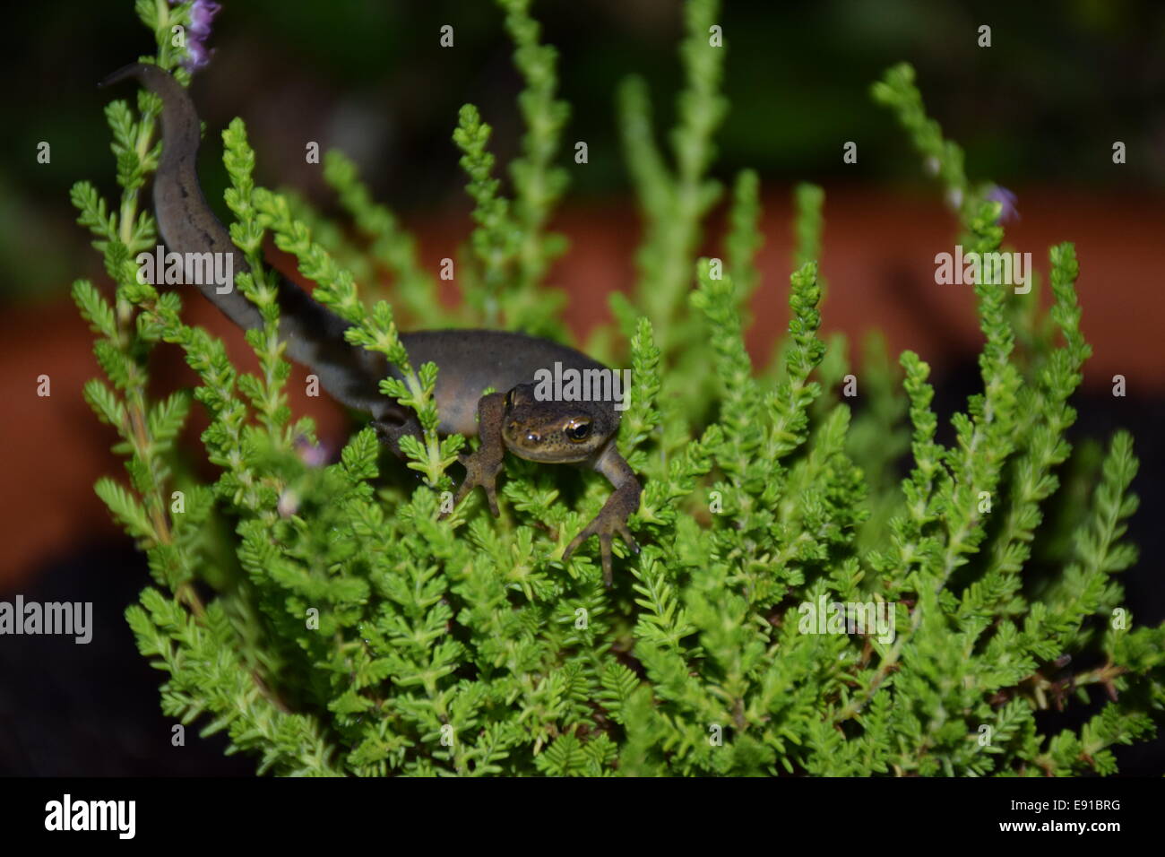 Common newt hi-res stock photography and images - Alamy