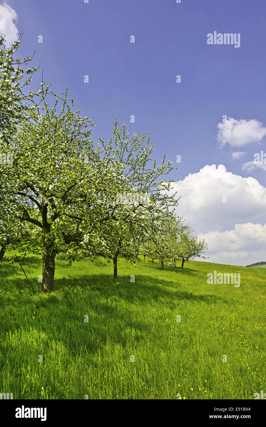 Spring time jahreszeiten hi-res stock photography and images - Alamy