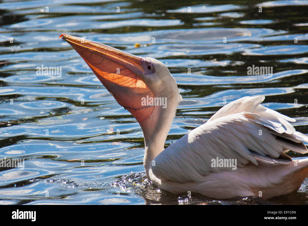 Great White Pelican (Pelecanus onocrotalus Stock Photo - Alamy