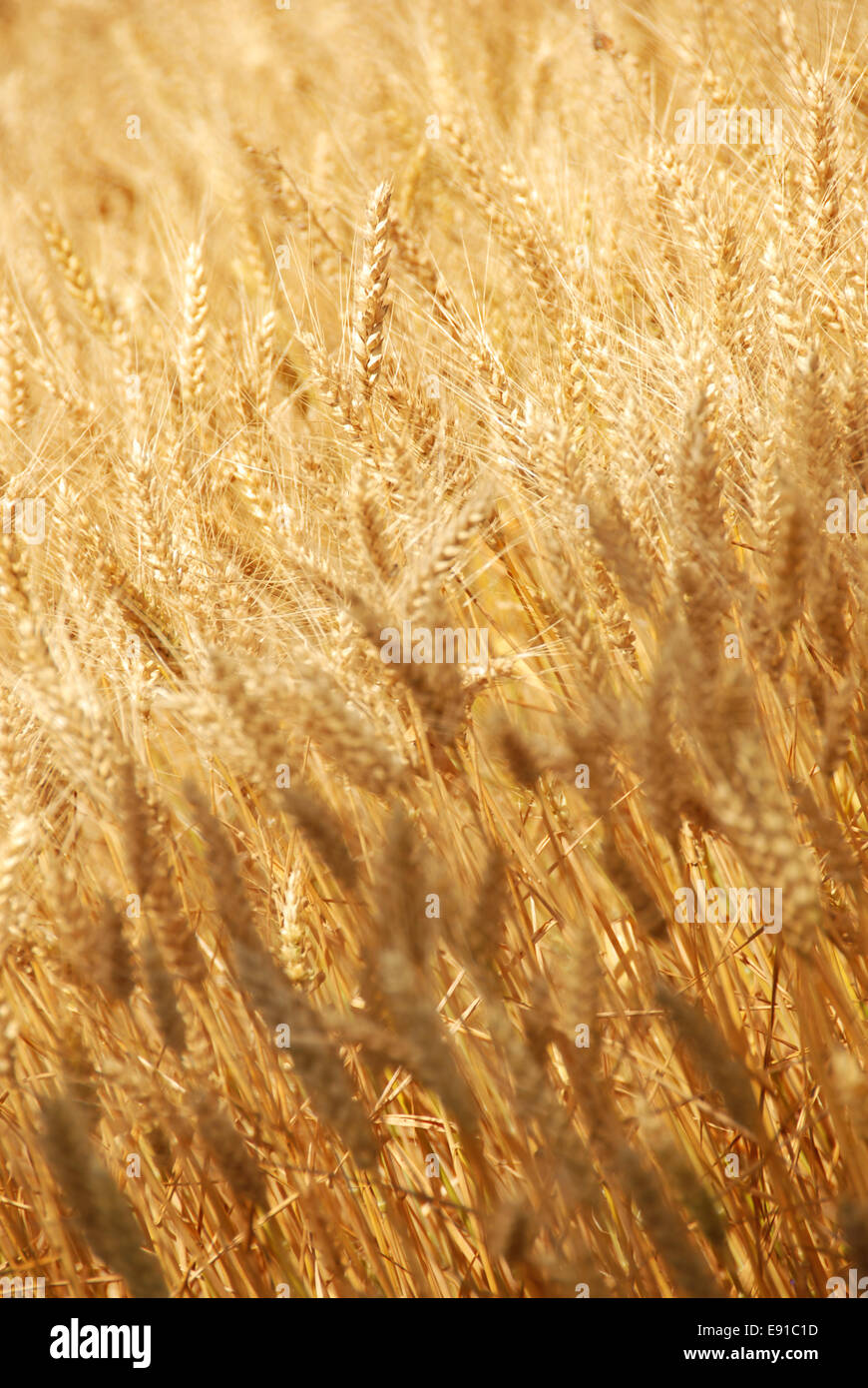 Wheat field background Stock Photo - Alamy
