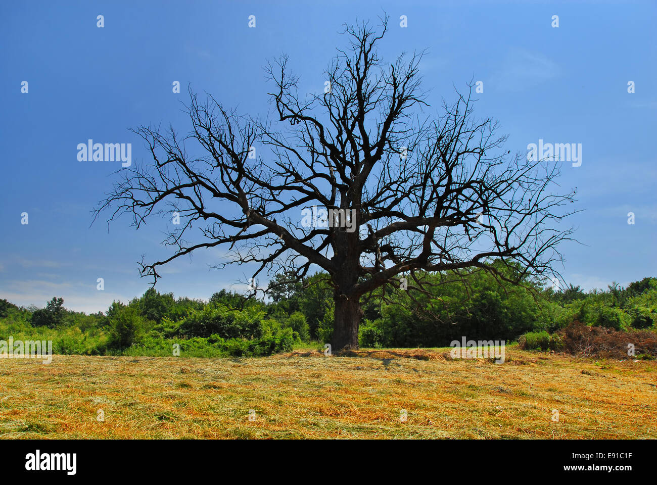 Lonely dry tree Stock Photo - Alamy