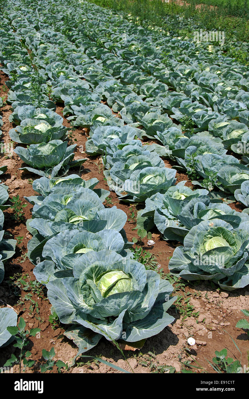 Agricultural field cabbage plants hi-res stock photography and images ...
