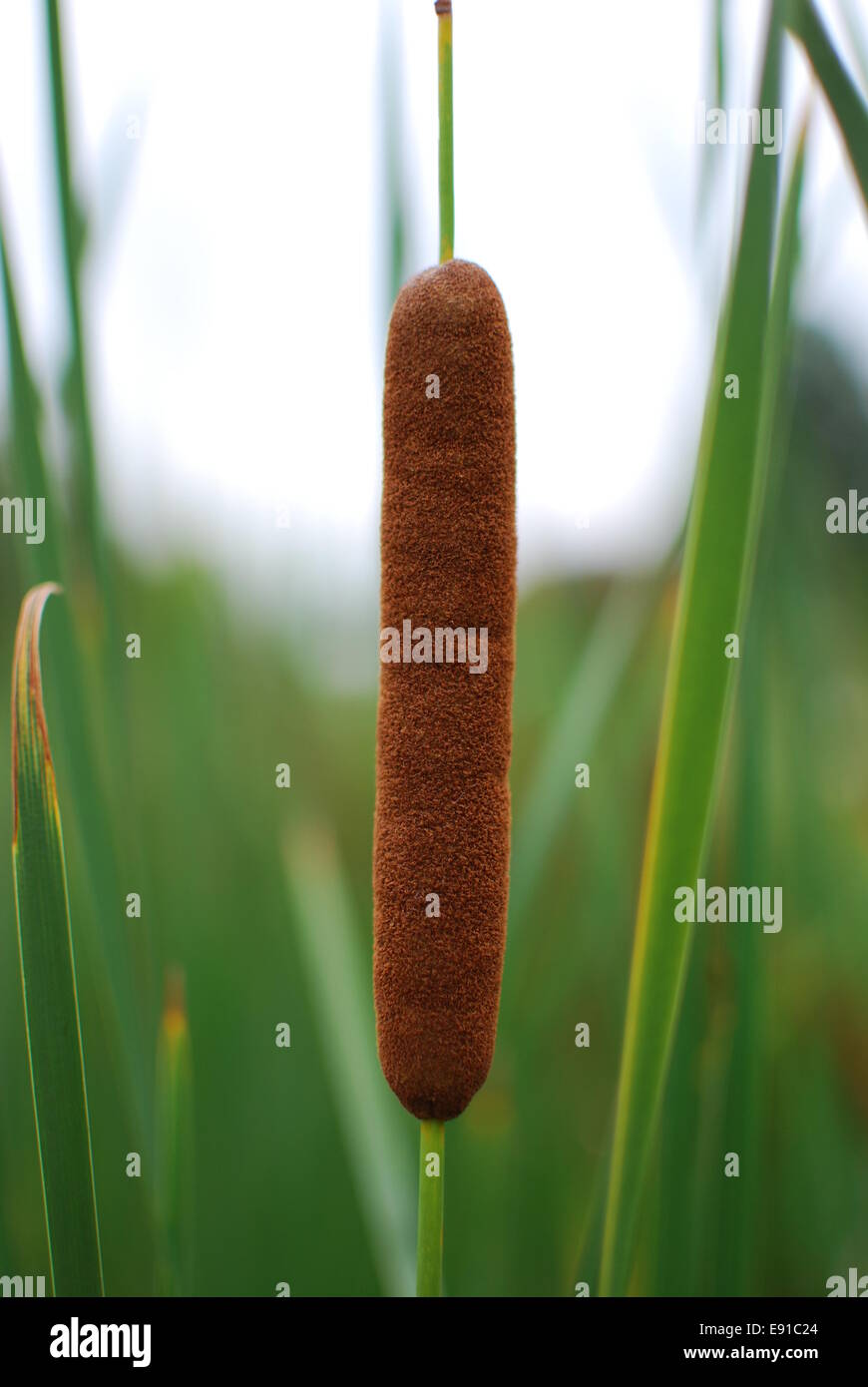 Rohrricht hi-res stock photography and images - Alamy