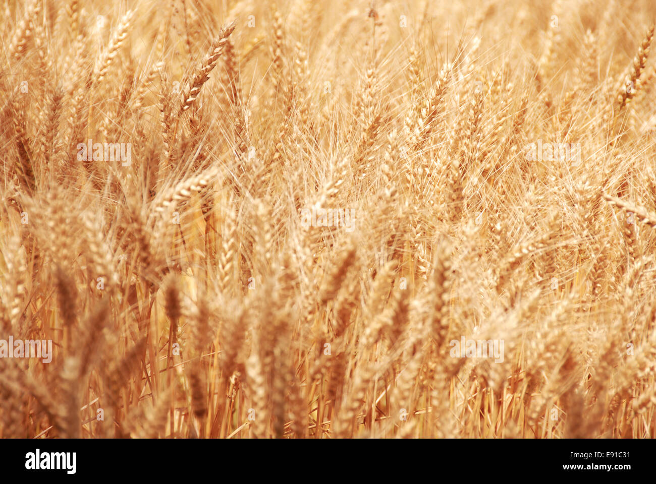 Wheat field background Stock Photo - Alamy