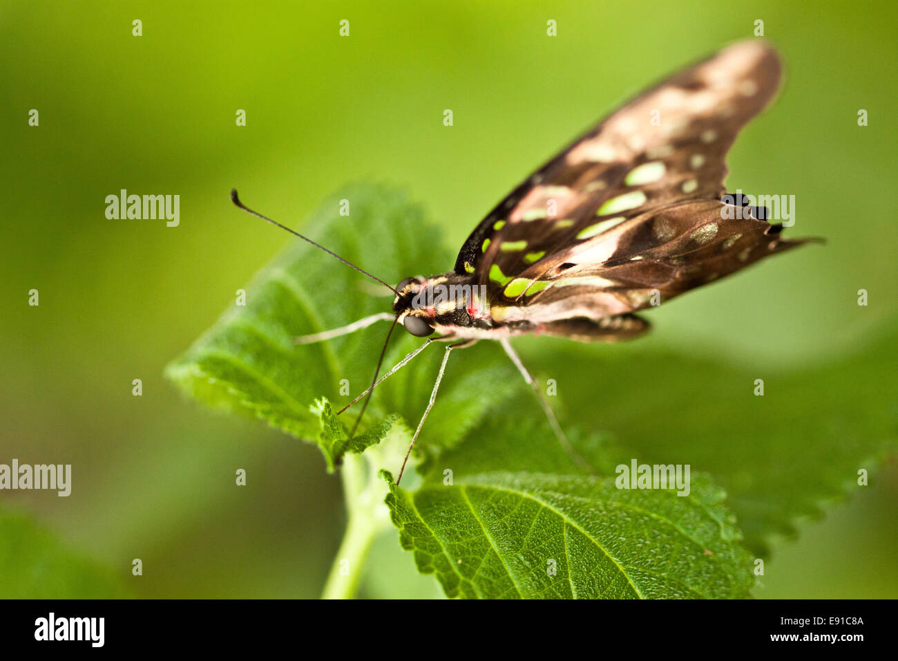 Tailed Jay (Graphium agamemnon Stock Photo - Alamy