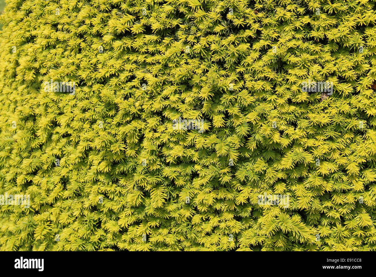 A Bright Light Green Floral Hedge Background Stock Photo - Alamy