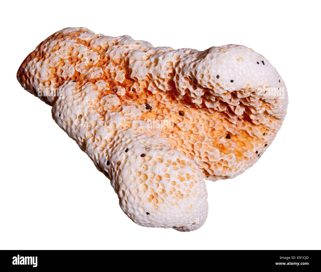 Washed up coral hi-res stock photography and images - Alamy