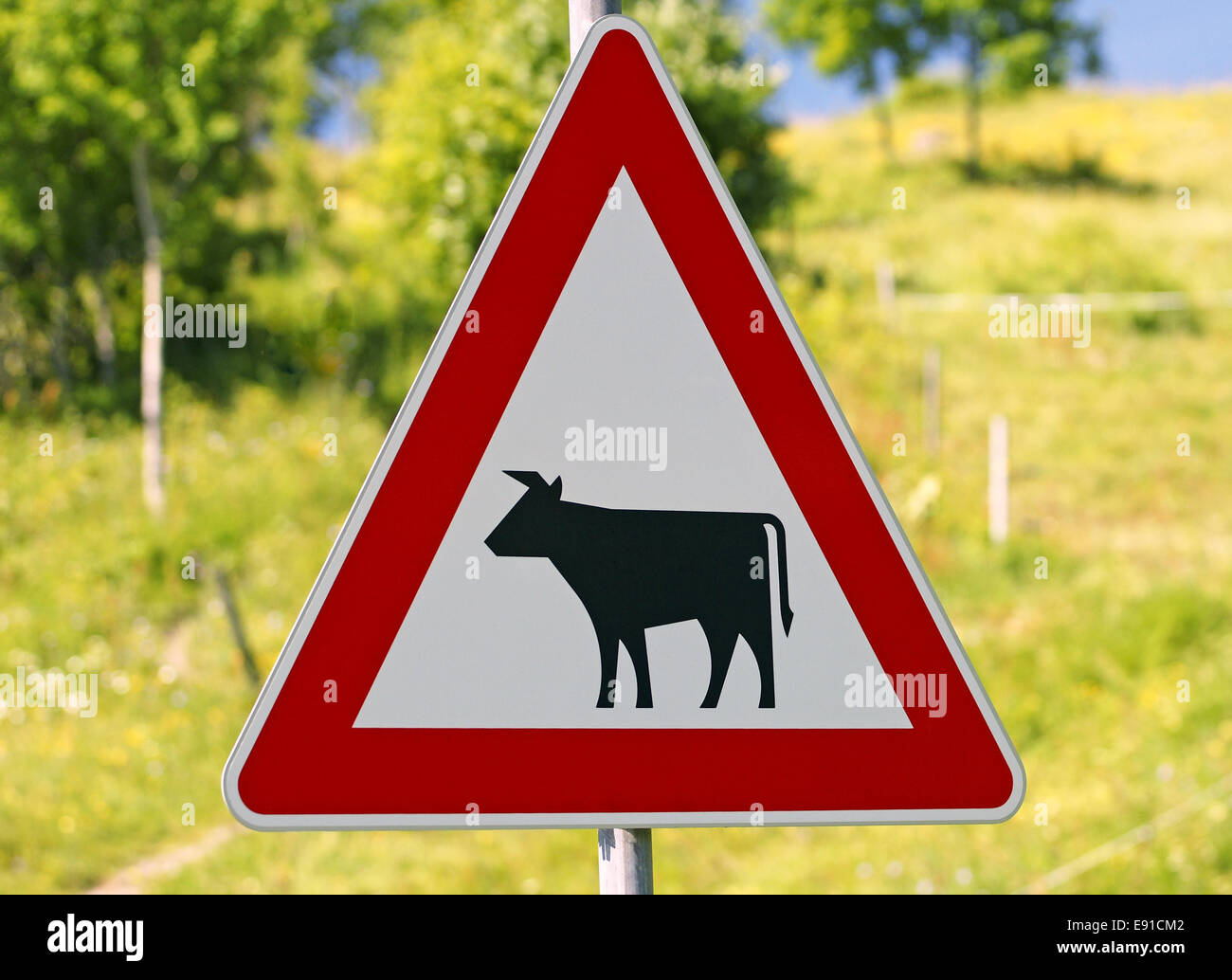 traffic sign with cow Stock Photo - Alamy