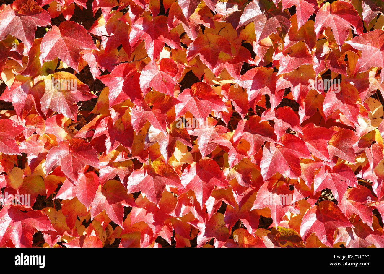 Indian Summer red Stock Photo - Alamy