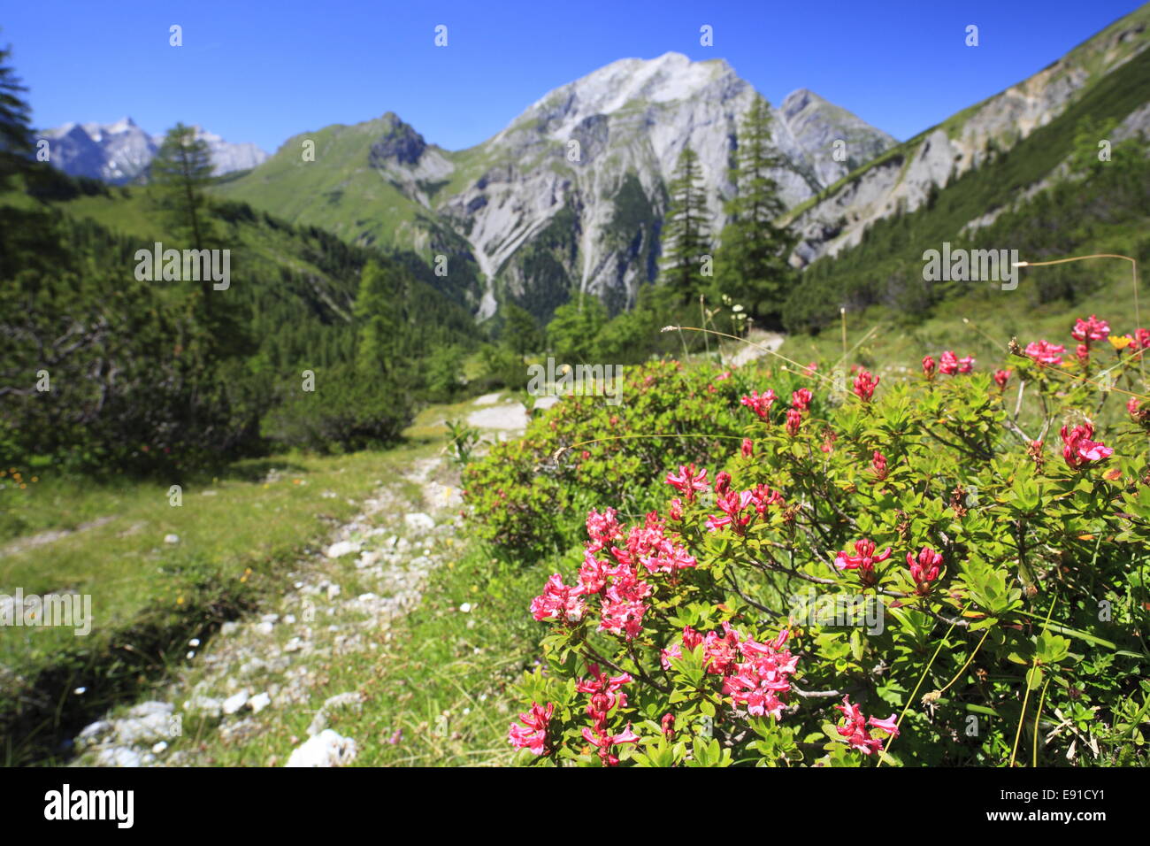 Alpine rose hi-res stock photography and images - Alamy