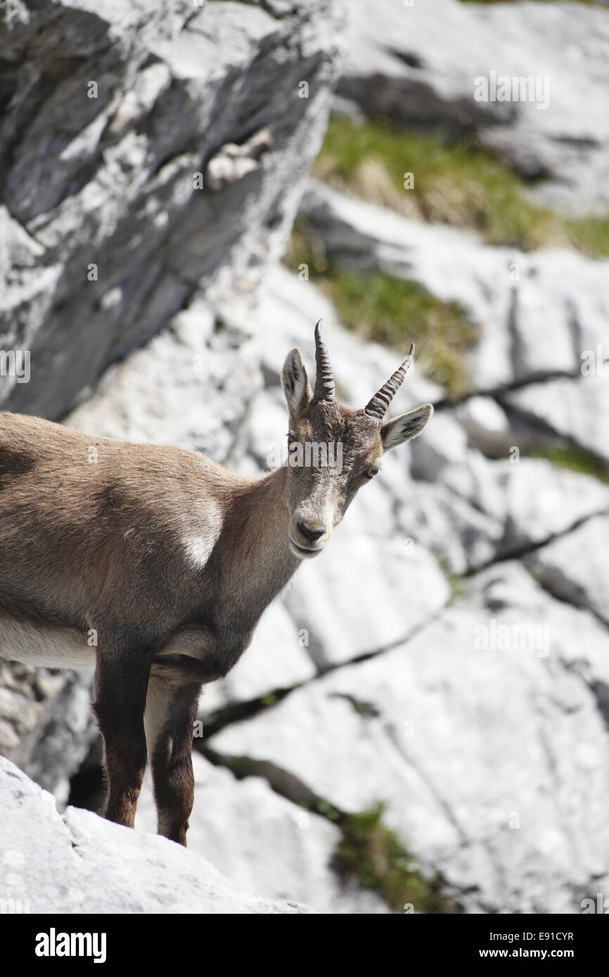 Steinbock jung hi-res stock photography and images - Alamy