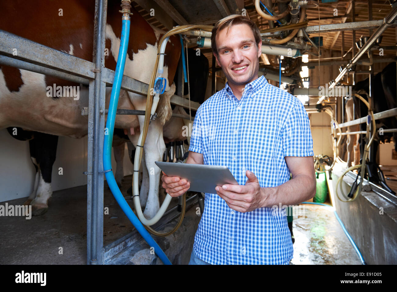 Dairy Farmer Using Digital Tablet In Milking Shed Stock Photo - Alamy