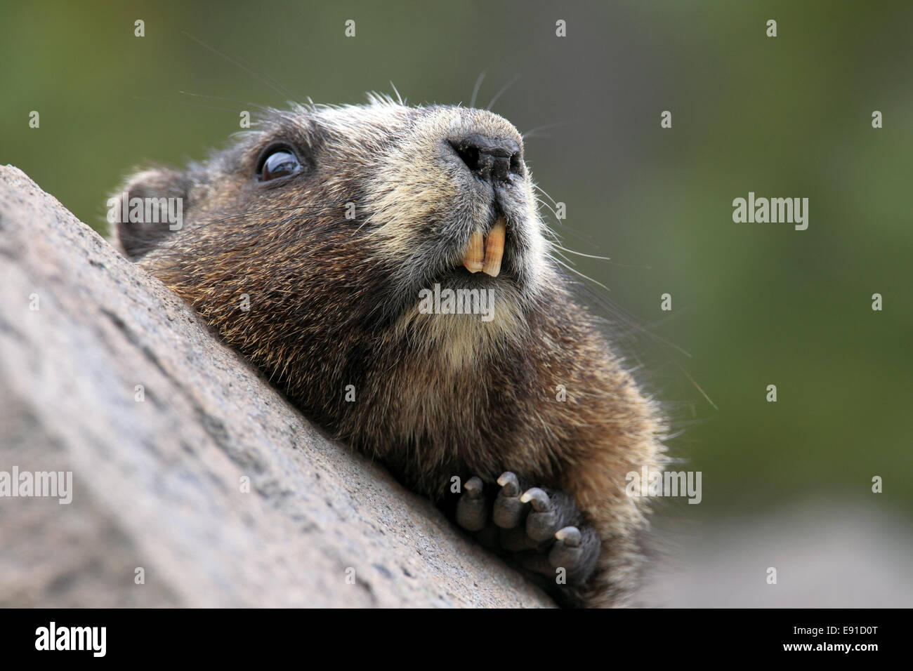 Yellow-bellied Marmot Mt.Rainier NP Stock Photo - Alamy