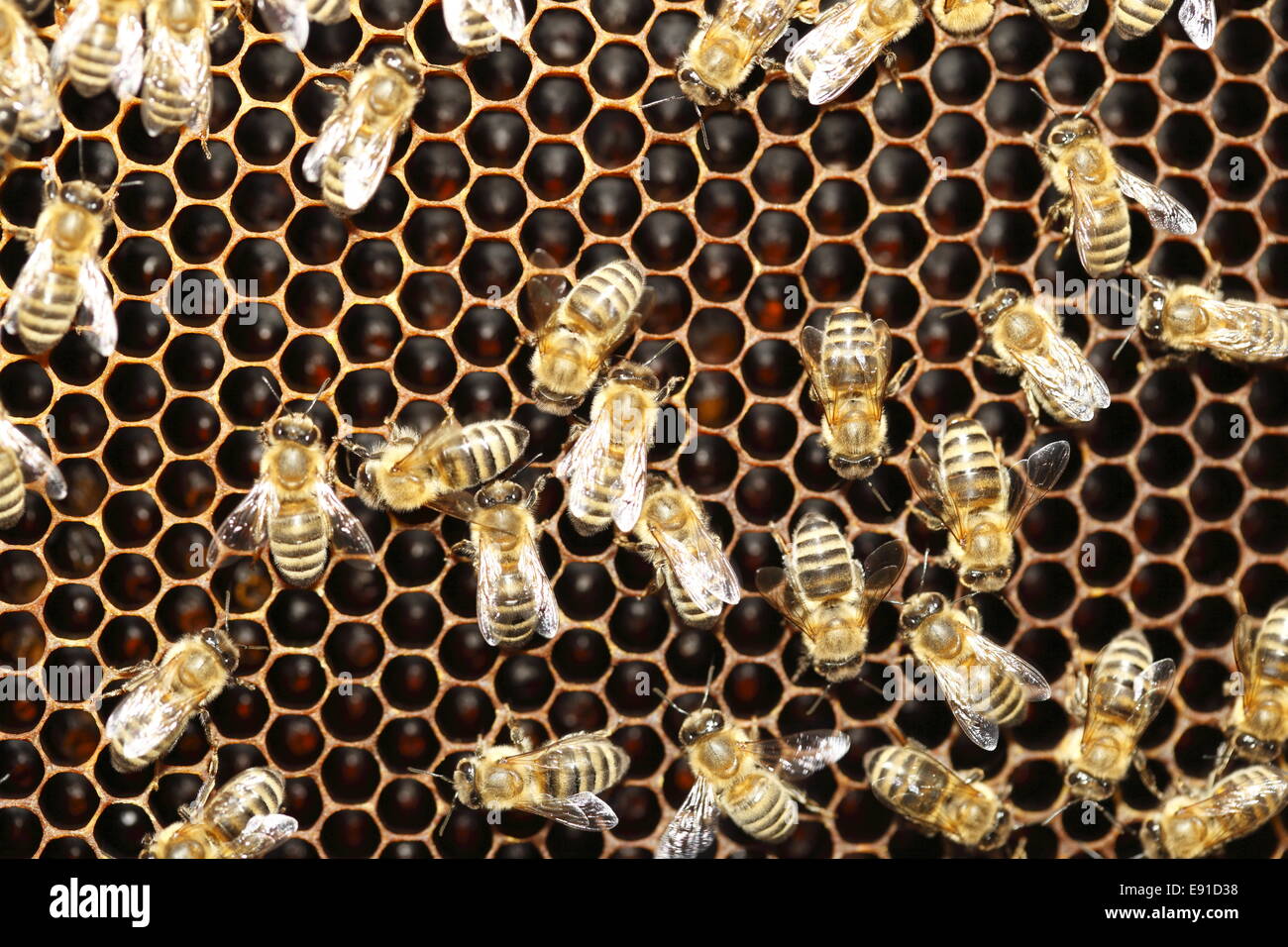 Oko hexagon hi-res stock photography and images - Alamy