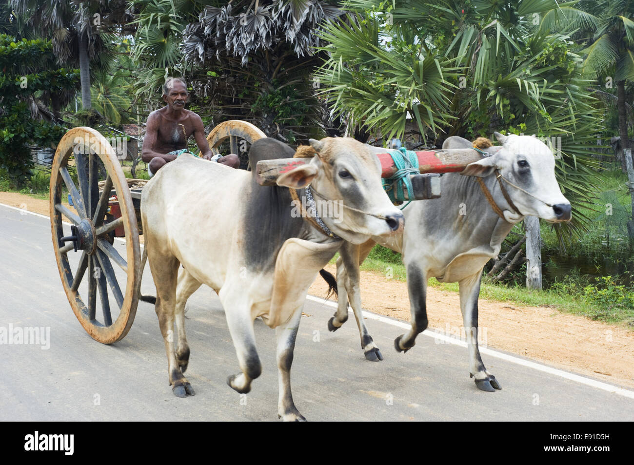 Old man bullock cart hi-res stock photography and images - Alamy