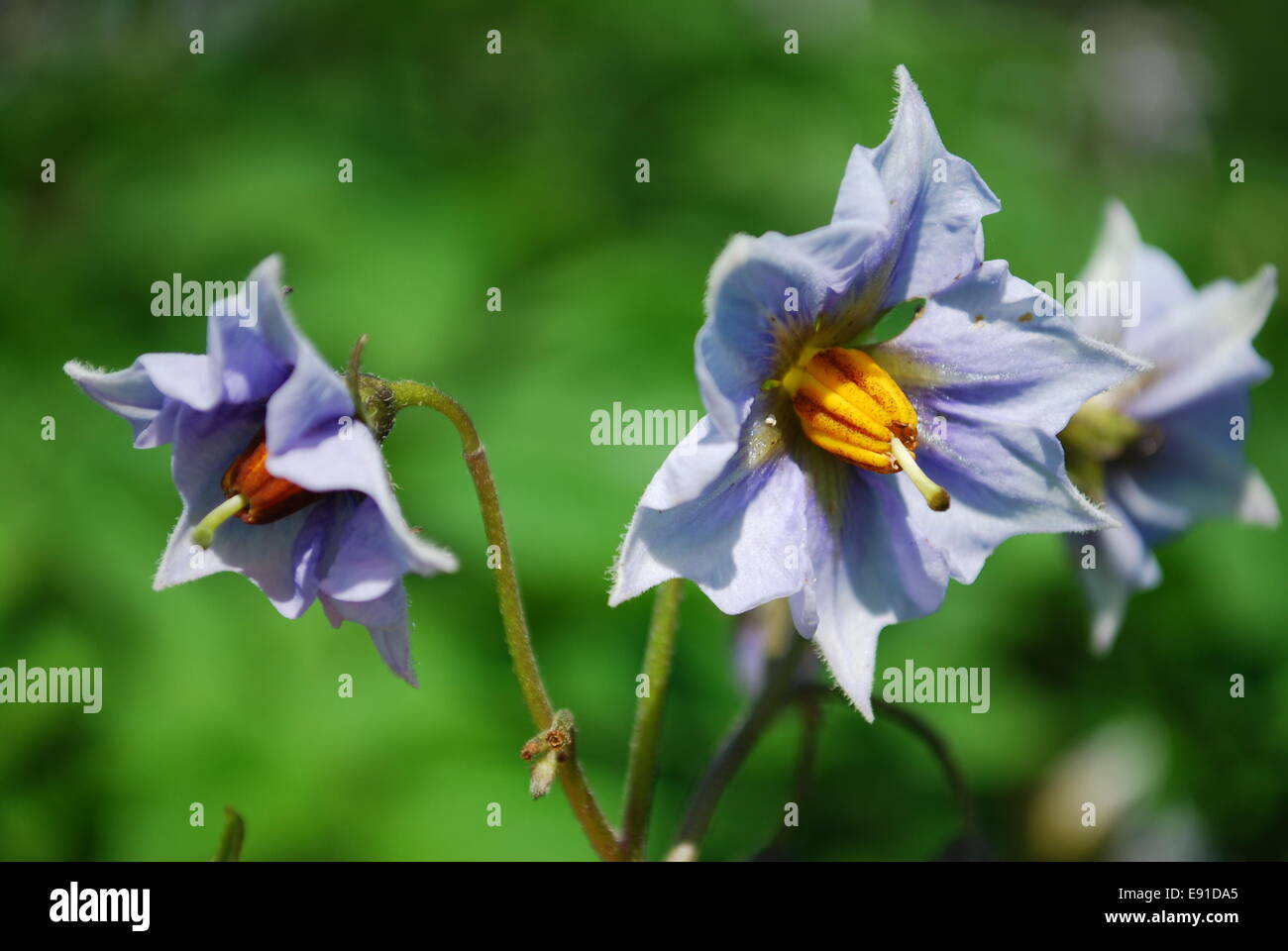 Potato Blossom High Resolution Stock Photography and Images - Alamy